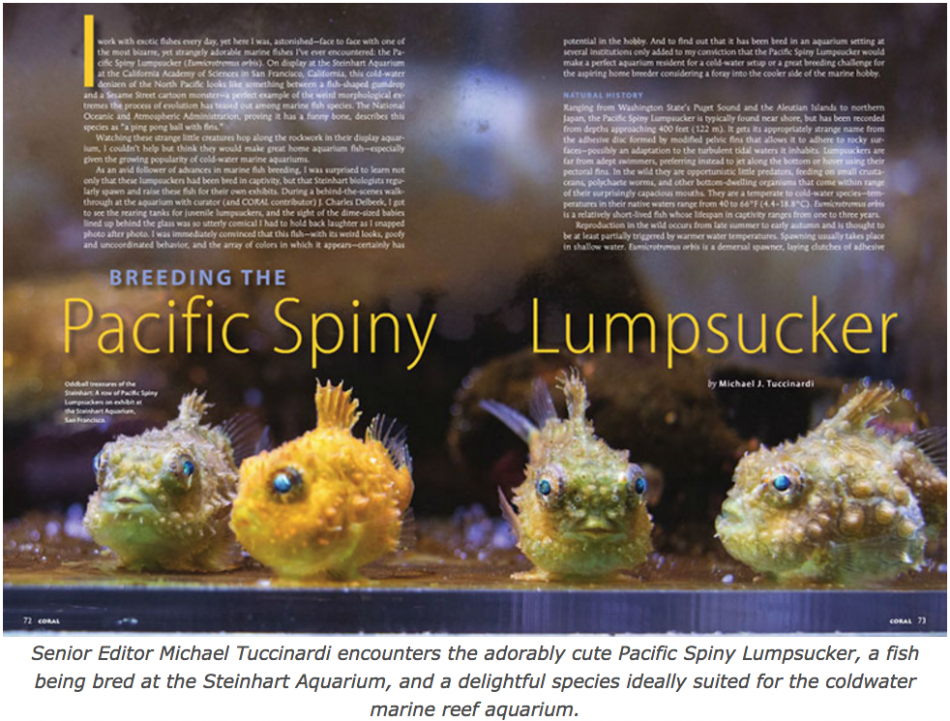 Pacific Spiny Lumpsucker CORAL article, March 2016 – Rich Ross